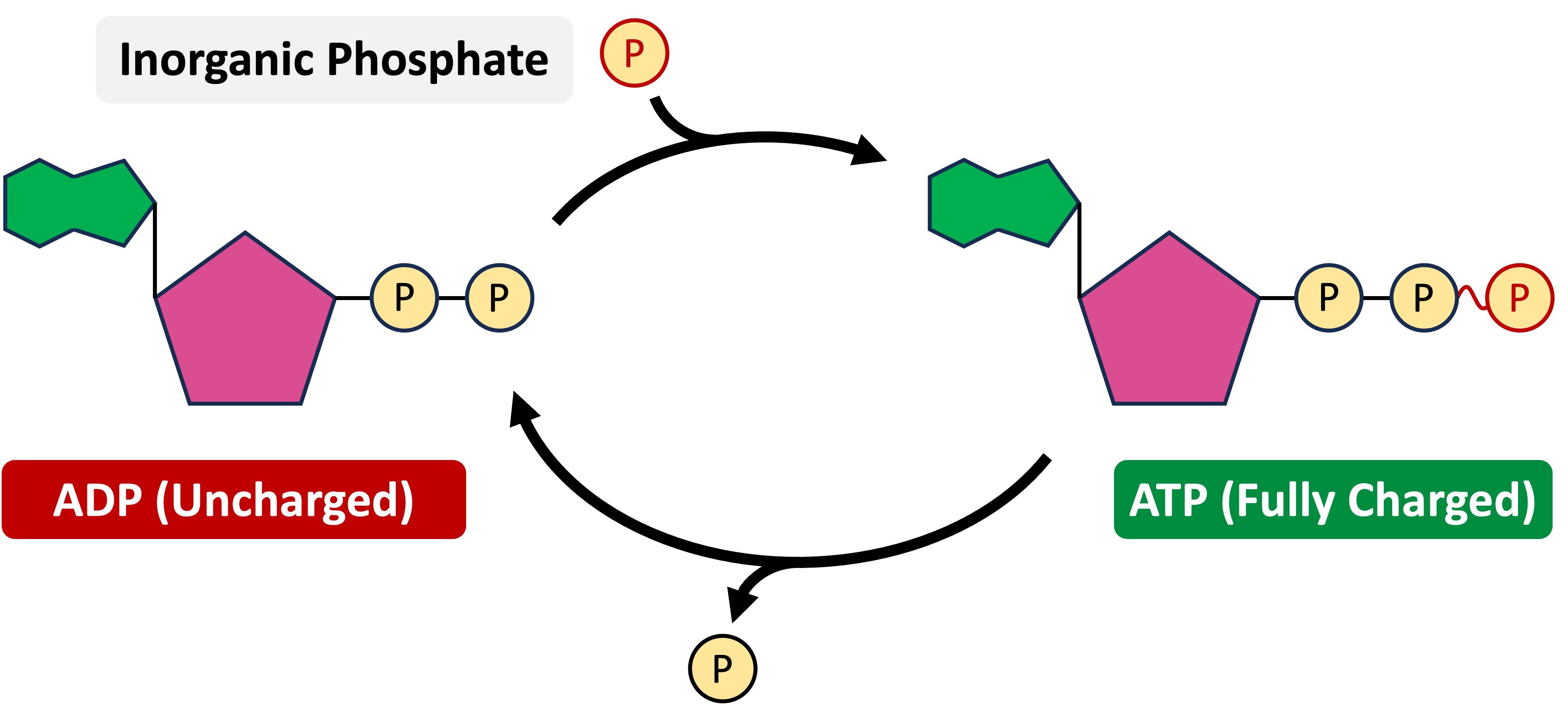Coenzymes Coenzymes